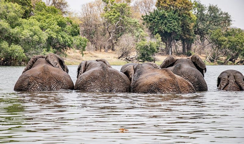 Luxury Travel in 2026 Shifts Toward Conservation-First Experiences ...